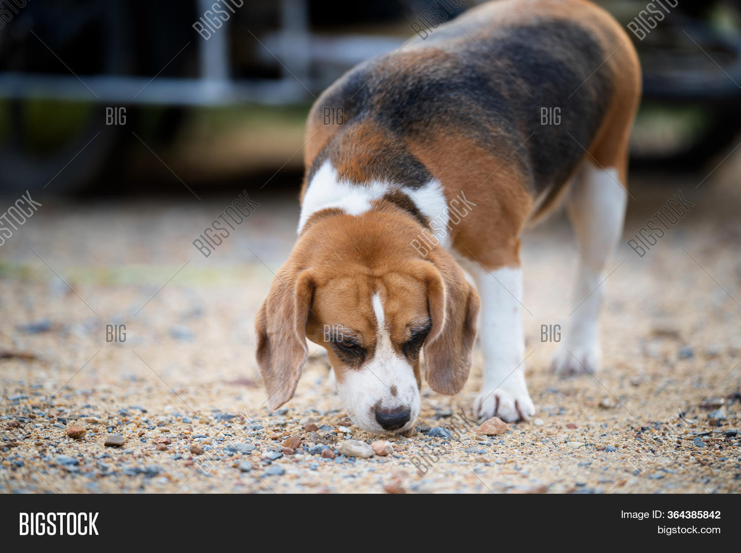 Adorable Brown Beagle Image & Photo (Free Trial) | Bigstock