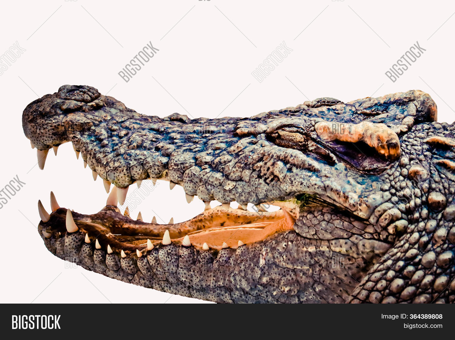 Crocodile Isolated On Image & Photo (Free Trial) | Bigstock