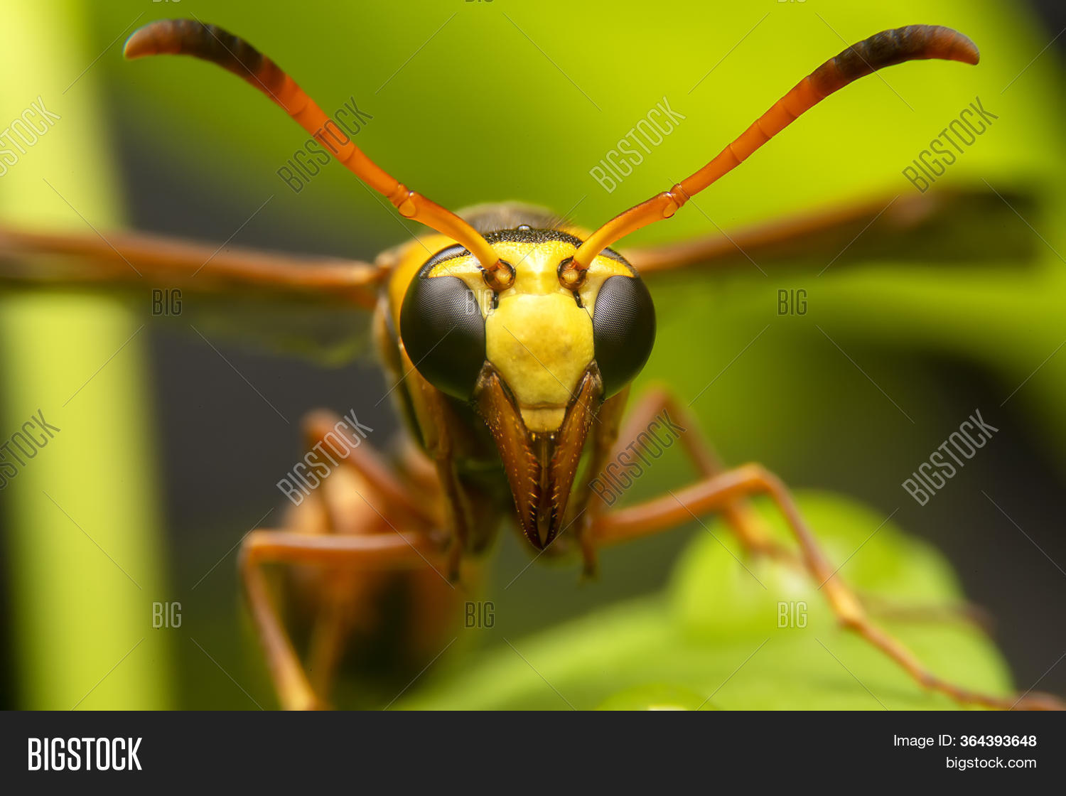 Close Paper Wasp On Image & Photo (Free Trial) | Bigstock