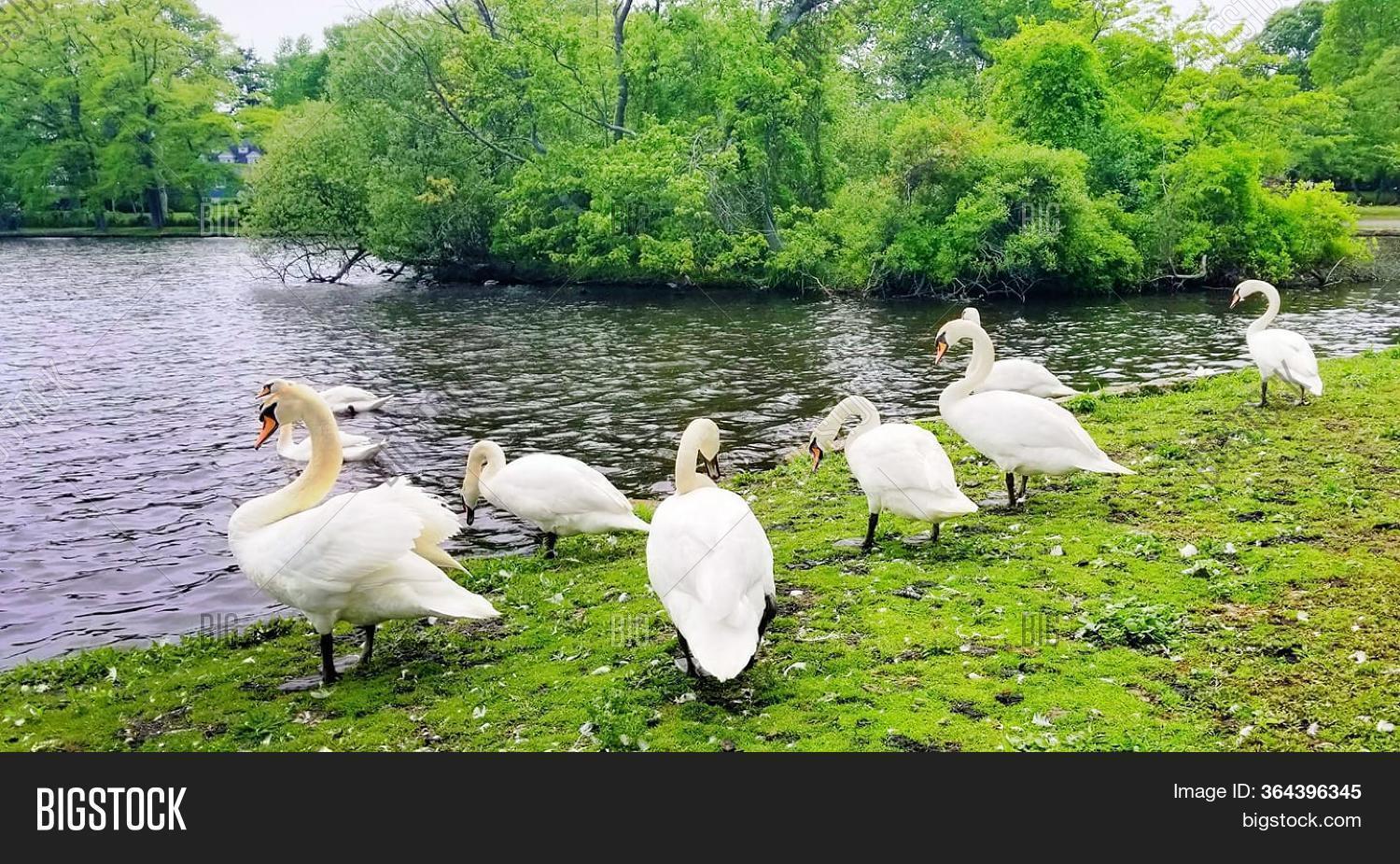 Large Group Swans Image & Photo (Free Trial) | Bigstock