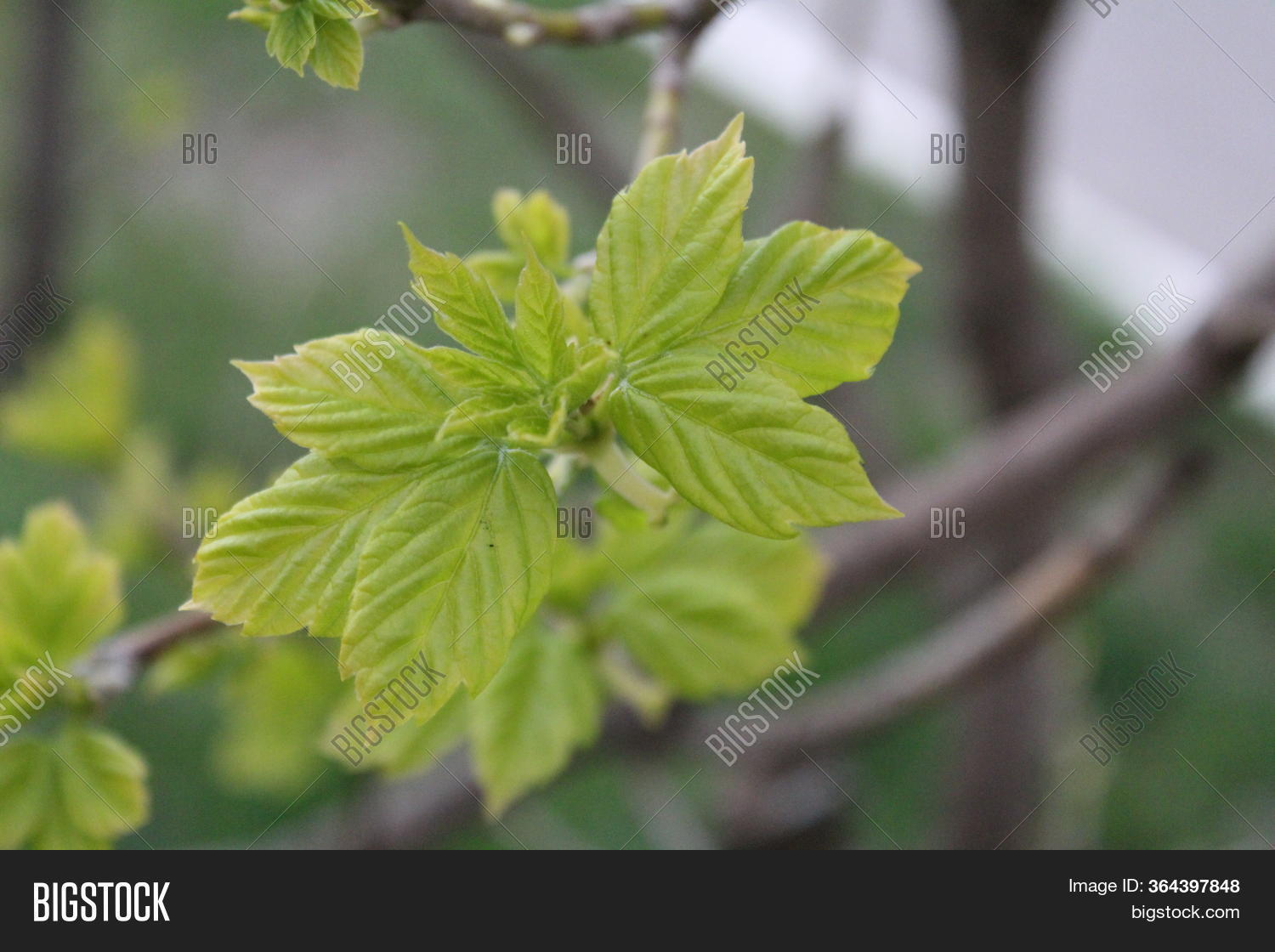 Budding Buds Small Image & Photo (Free Trial) | Bigstock