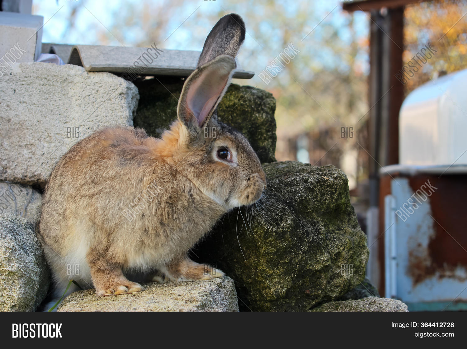 Big Gray Rabbit Sits Image & Photo (Free Trial) | Bigstock
