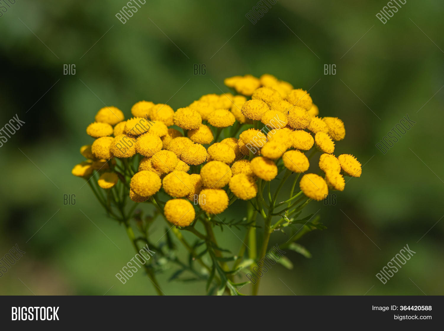 Yellow Wild Flower On Image & Photo (Free Trial) | Bigstock