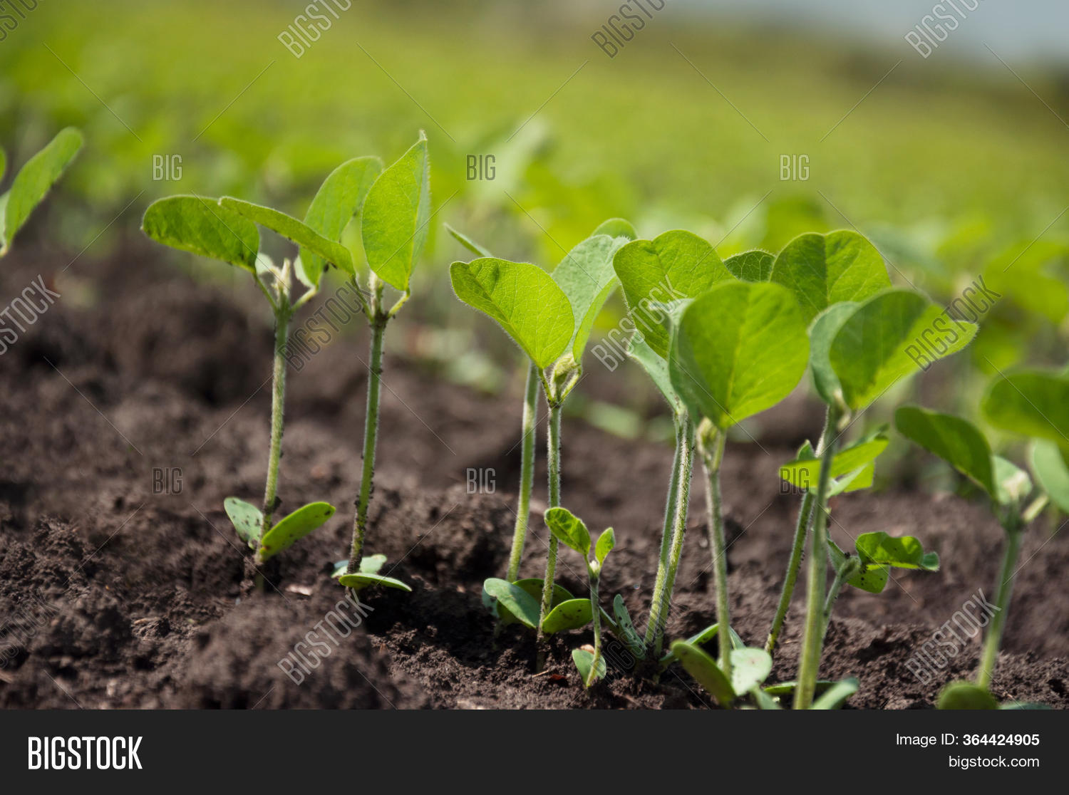 Field Young Shoots Soy Image & Photo (Free Trial) | Bigstock