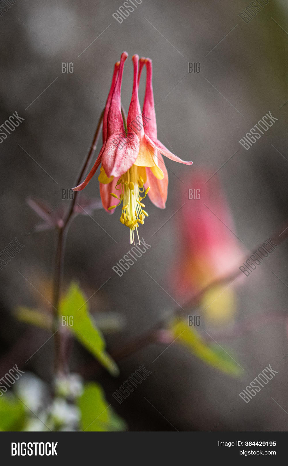 Wildflowers Blue Ridge Image & Photo (Free Trial) | Bigstock