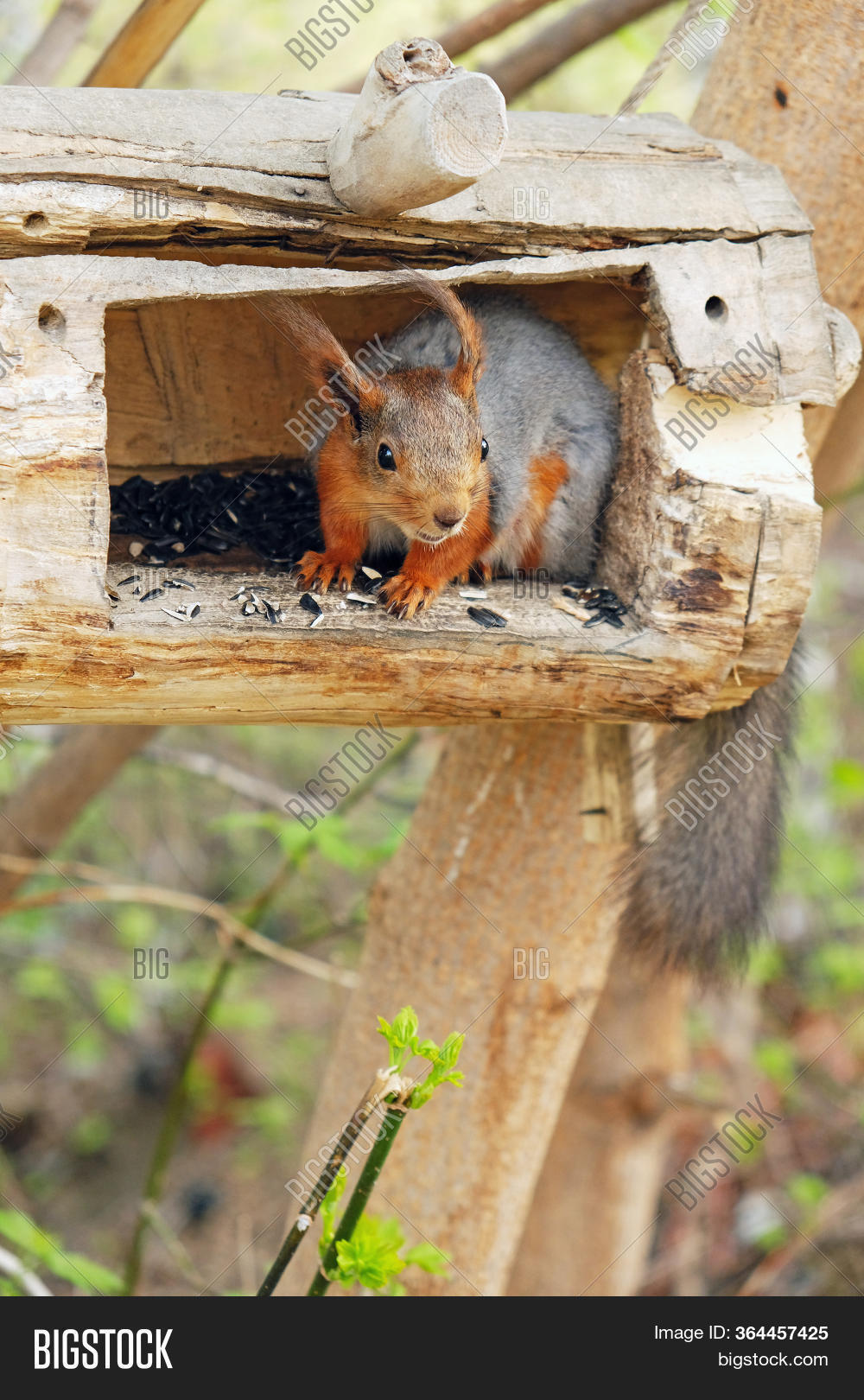 Hungry Young Squirrel Image & Photo (Free Trial) | Bigstock