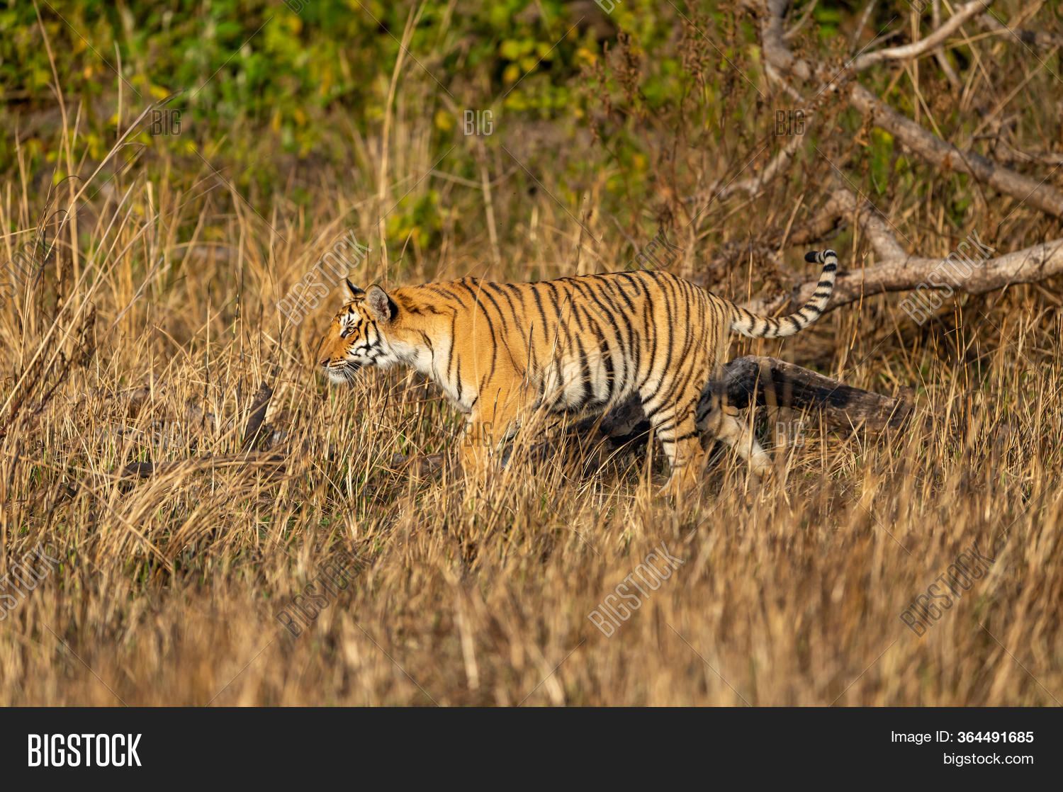 Corbett Tiger Action Image & Photo (Free Trial) | Bigstock