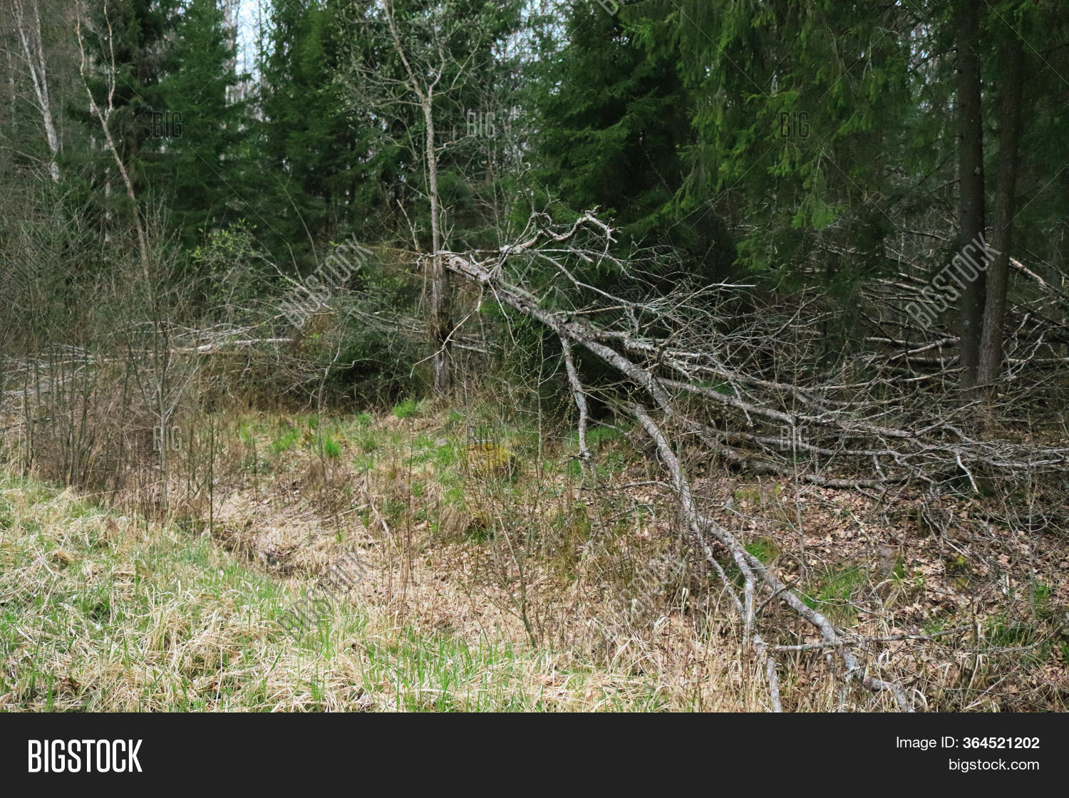 Overturned Tree Lots Image & Photo (Free Trial) | Bigstock