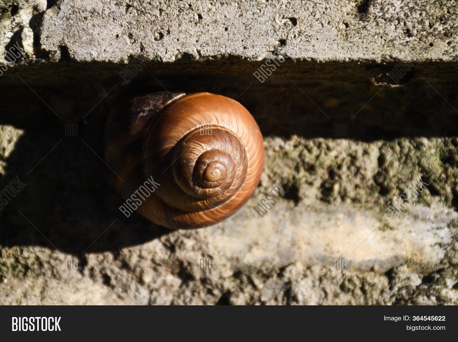 Cute Snail Stick On Image & Photo (Free Trial) | Bigstock