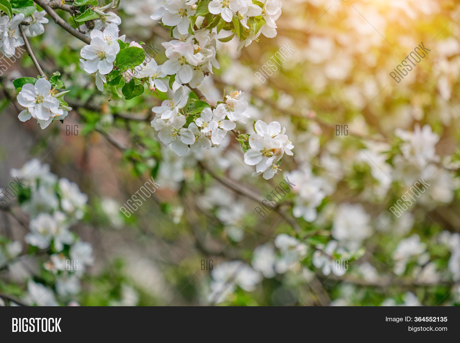 Apple Blossoms Garden Image & Photo (Free Trial) | Bigstock