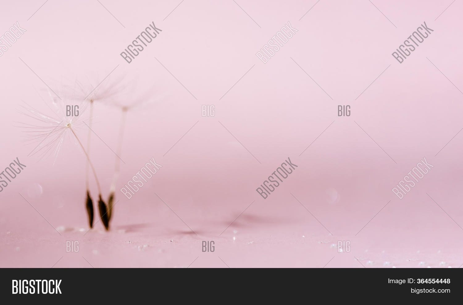 Fuzzy Dandelion Seed Image & Photo (Free Trial) | Bigstock
