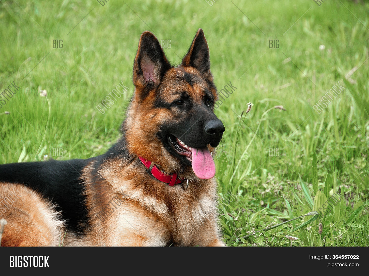 Pastor Aleman Mirando Image & Photo (Free Trial) | Bigstock