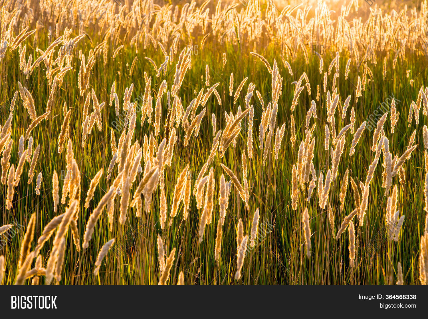 Wild Grass Field Image & Photo (Free Trial) | Bigstock