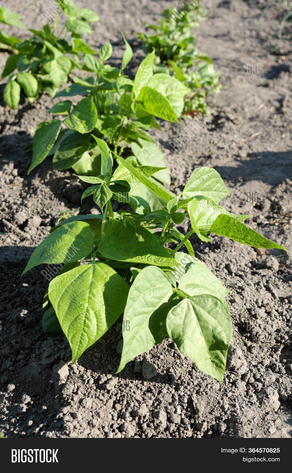Beanstalks Grow Home Image & Photo (Free Trial) | Bigstock