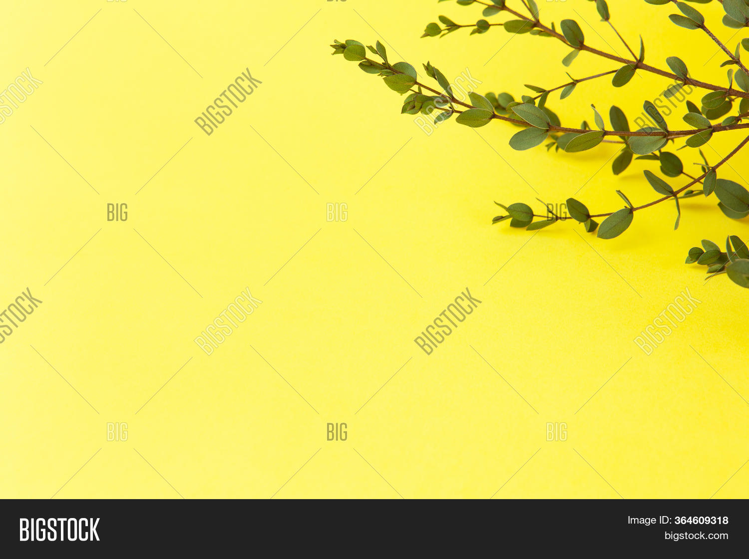 Sprigs Small Image & Photo (Free Trial) | Bigstock