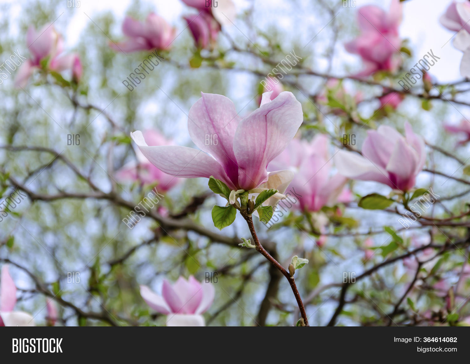 Magnolia Flower, Tree Image & Photo (Free Trial) | Bigstock
