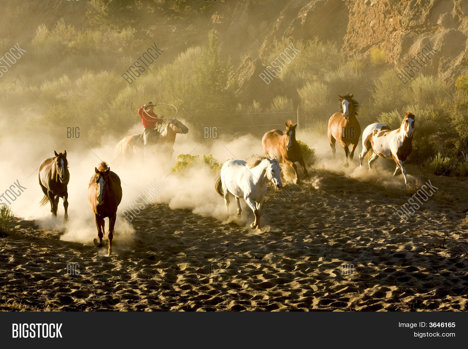 Cowboys Dream Image & Photo (Free Trial) | Bigstock