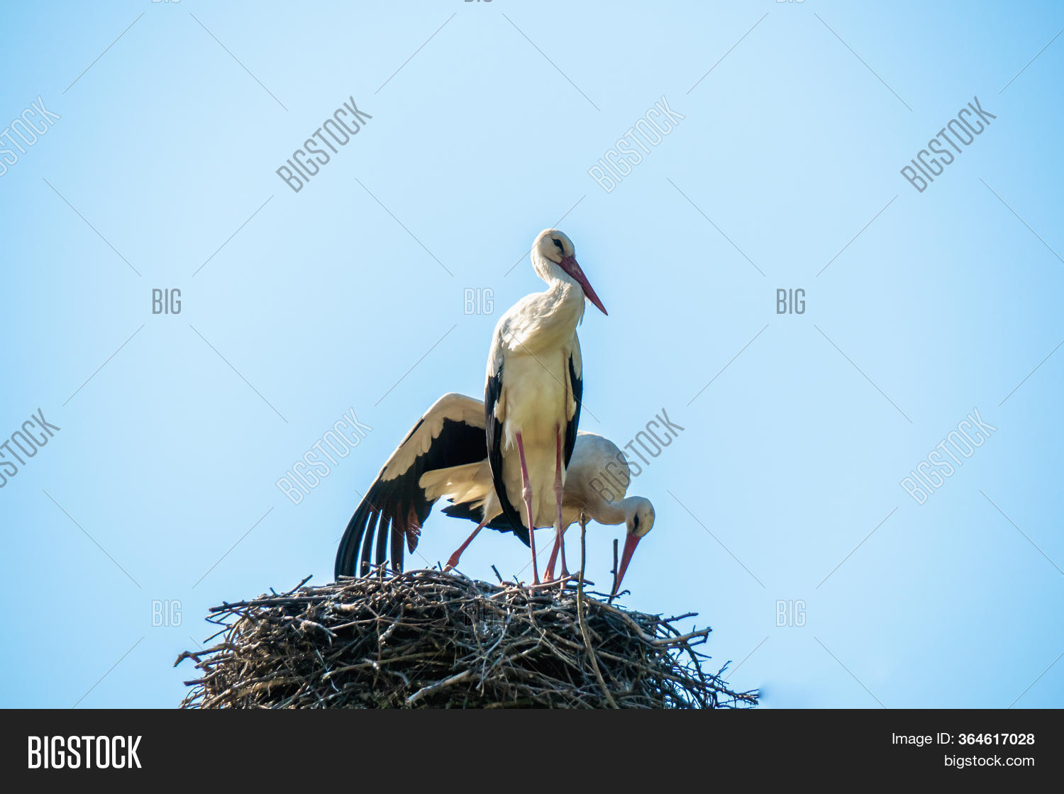 Stork Returning Their Image & Photo (Free Trial) | Bigstock