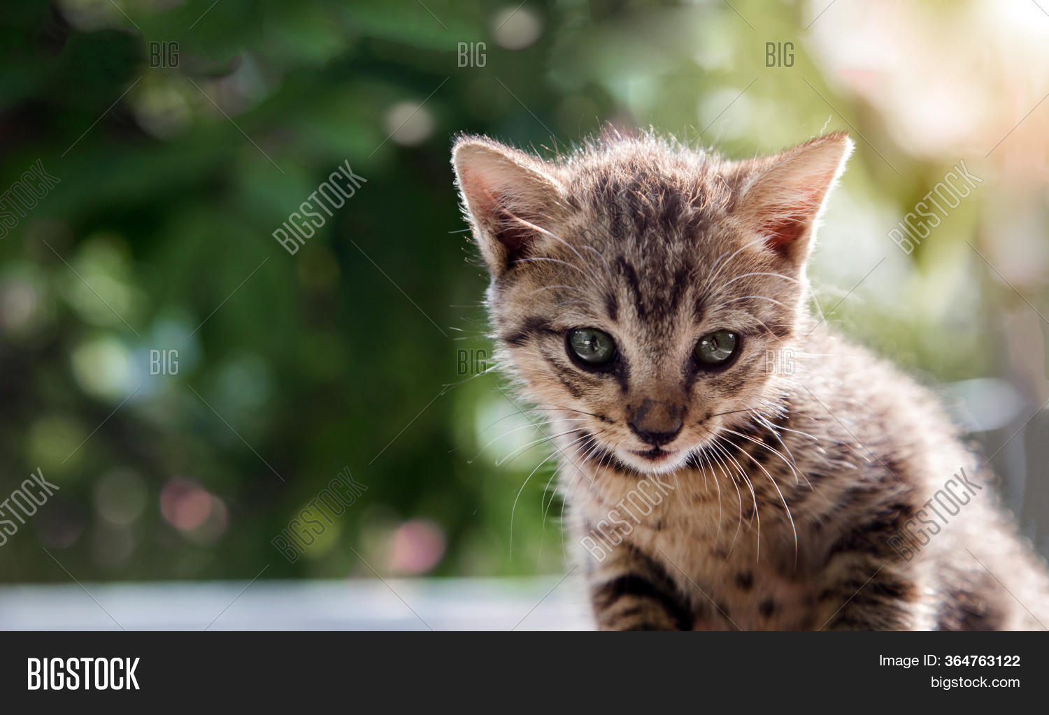 Whisker Cat Have Image & Photo (Free Trial) | Bigstock