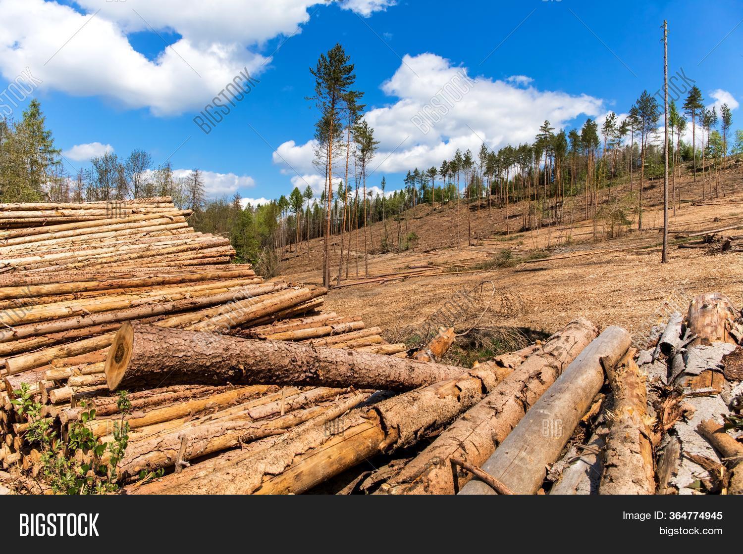 Forest Slope After Image & Photo (Free Trial) | Bigstock