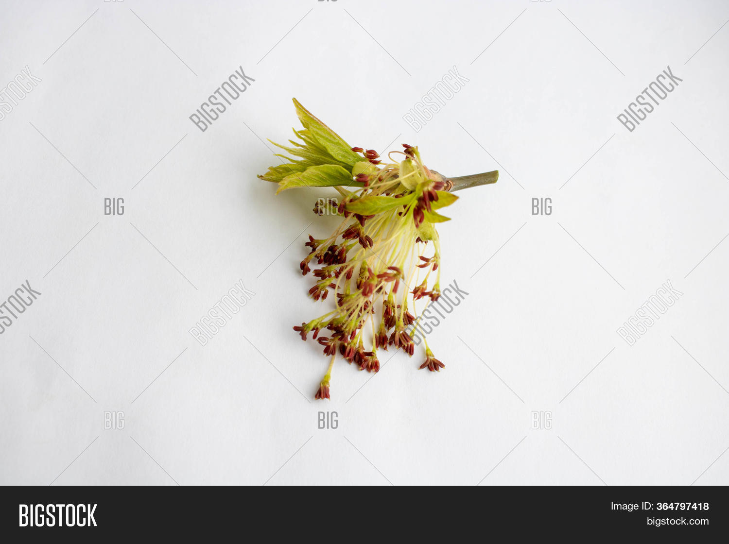 Flower American Ash Image & Photo (Free Trial) | Bigstock