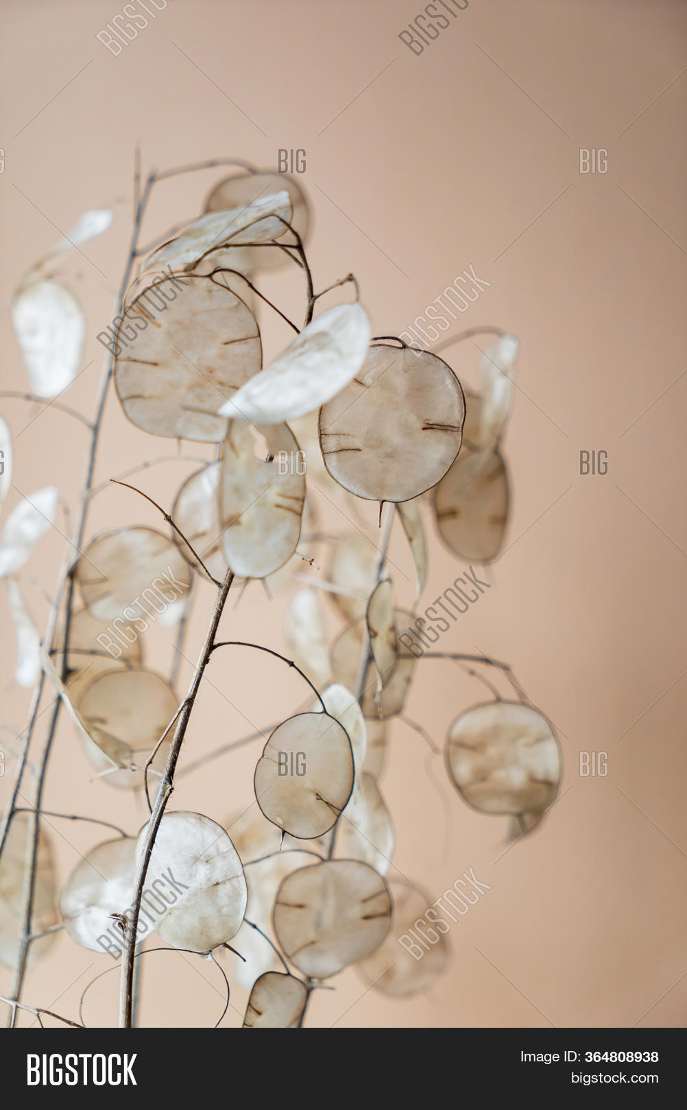 Dried Lunaria Plant Image & Photo (Free Trial) | Bigstock