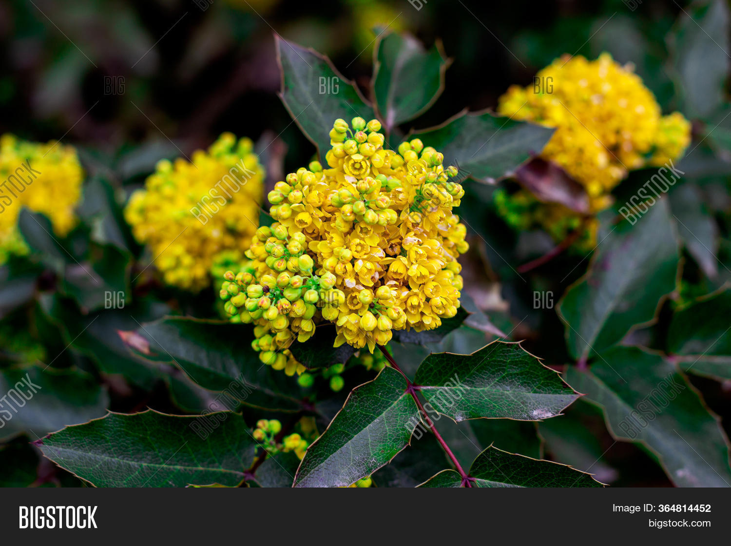 Bright Yellow Mahonia Image & Photo (Free Trial) | Bigstock