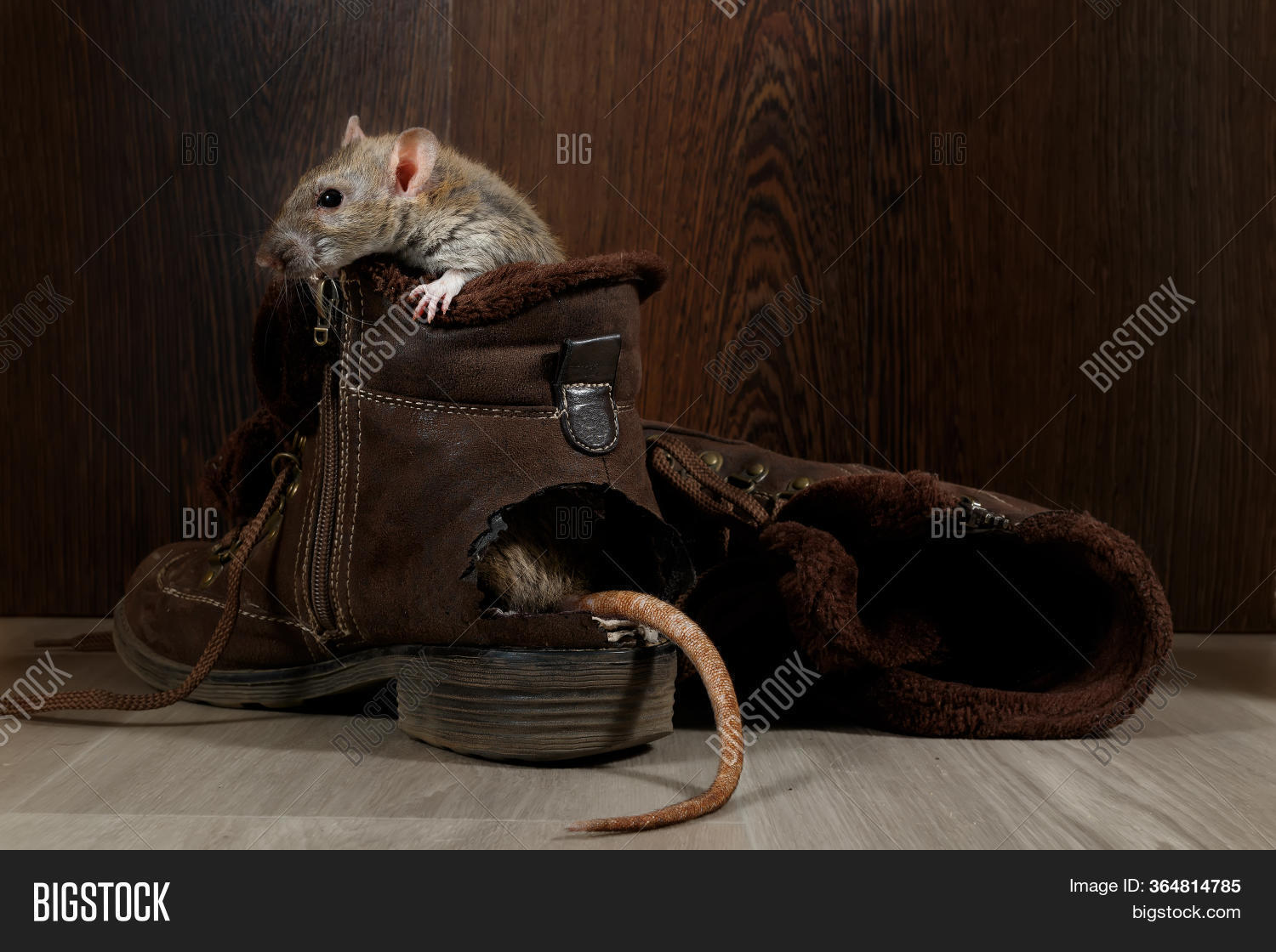 Close- Rat Sits Ragged Image & Photo (Free Trial) | Bigstock