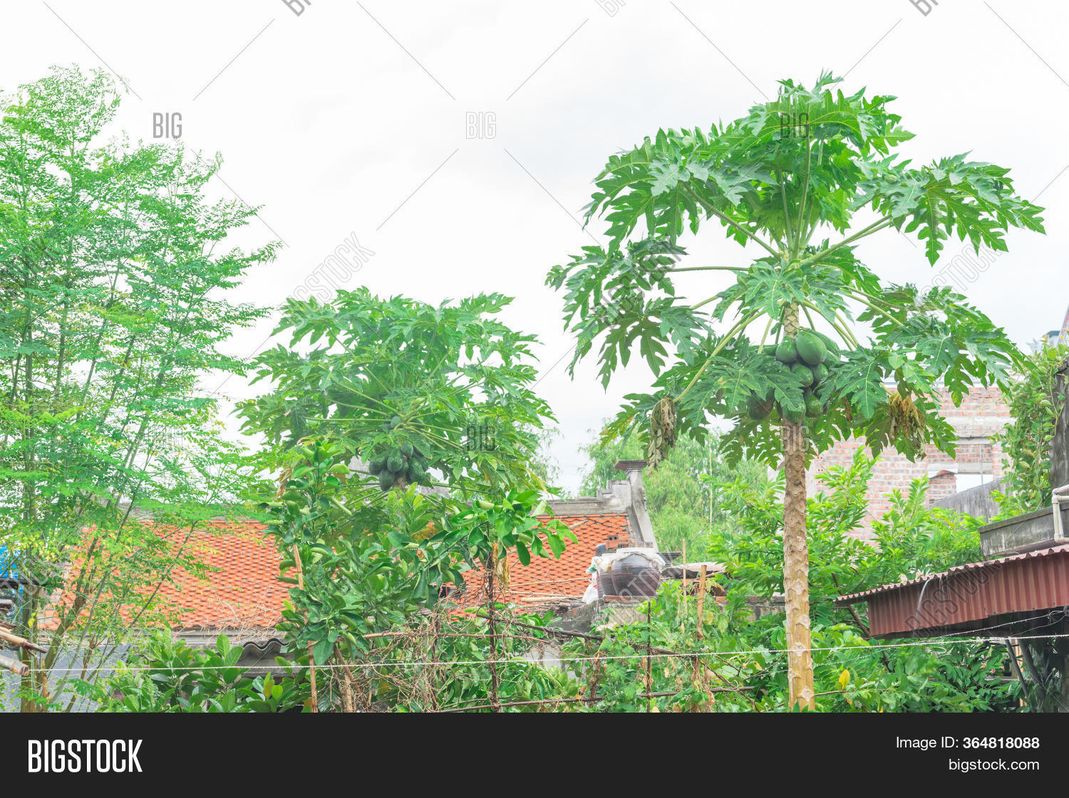 Vigorous Papaya Trees Image & Photo (Free Trial) | Bigstock