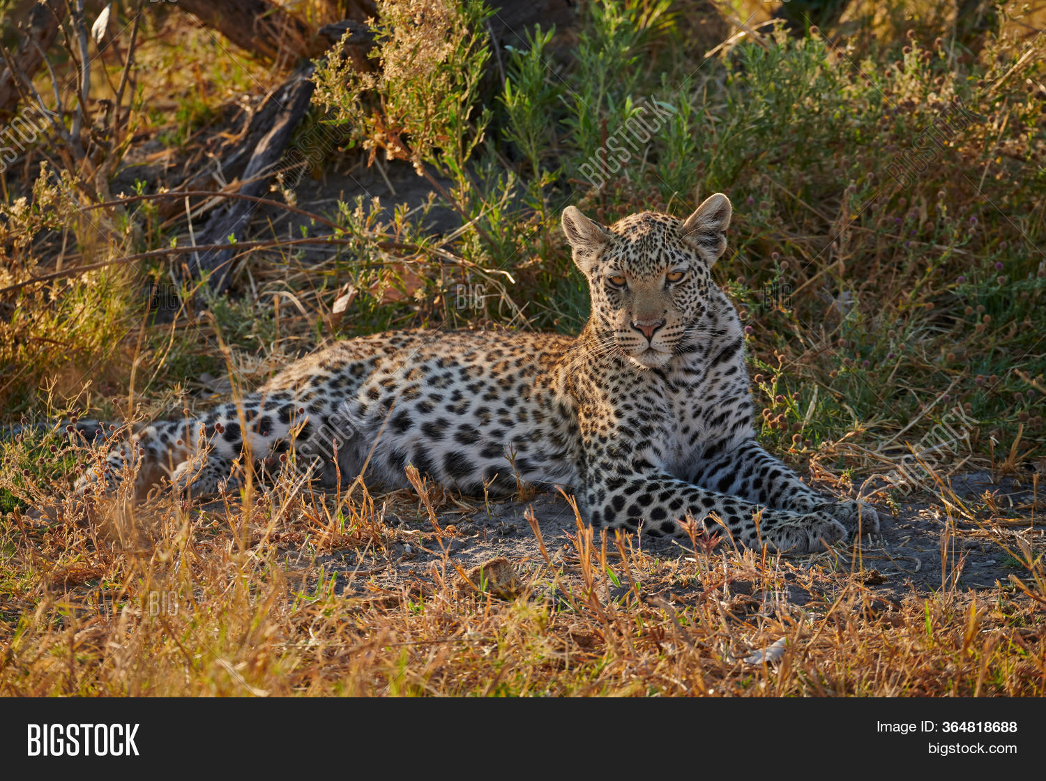 Young Leopard ( Image & Photo (Free Trial) | Bigstock