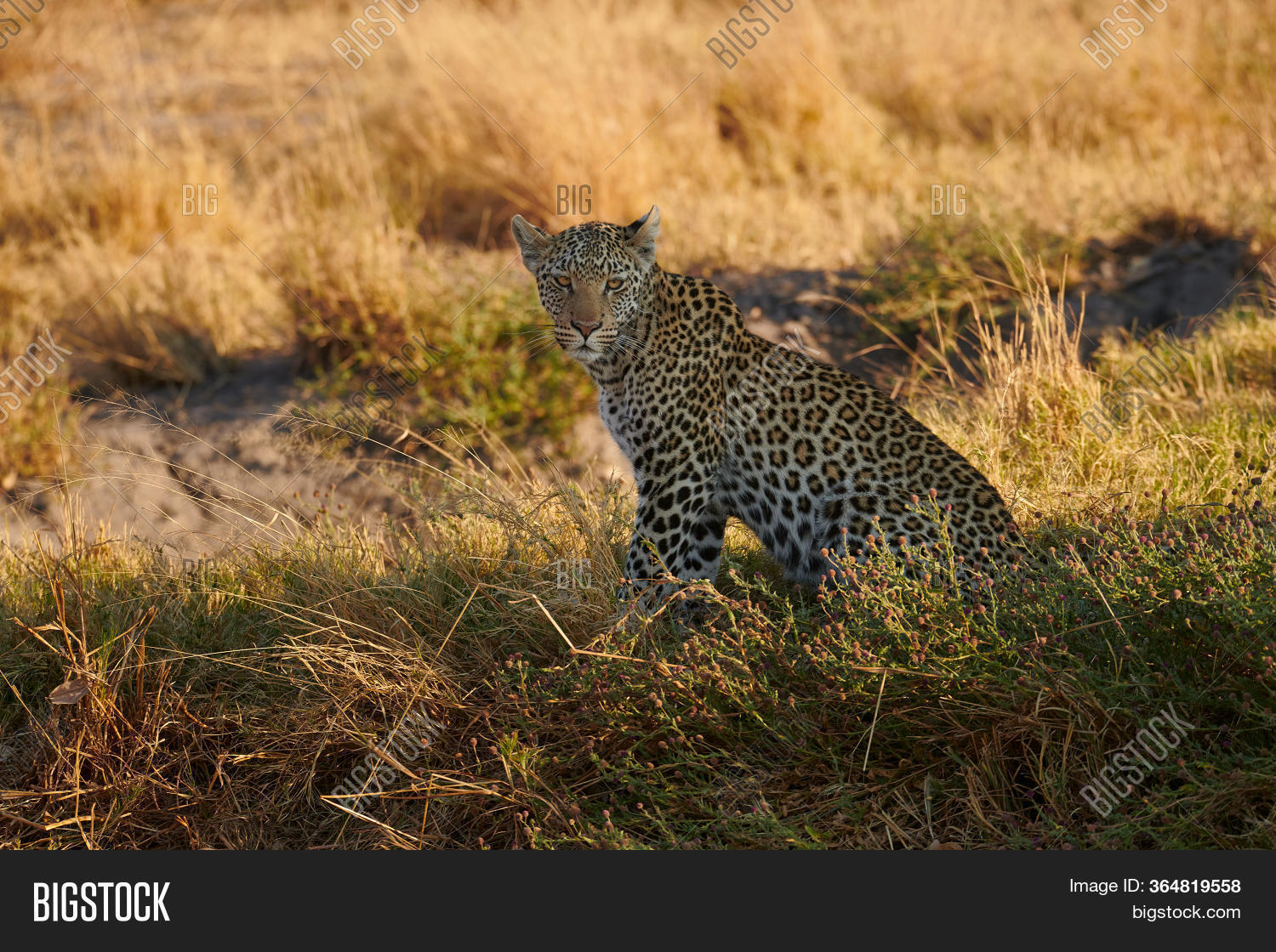 Young Leopard ( Image & Photo (Free Trial) | Bigstock