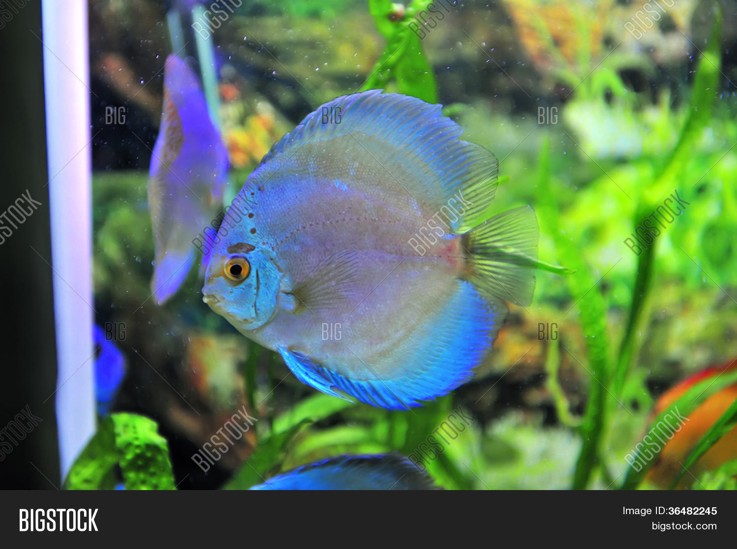 South American Discus Image & Photo (Free Trial) | Bigstock