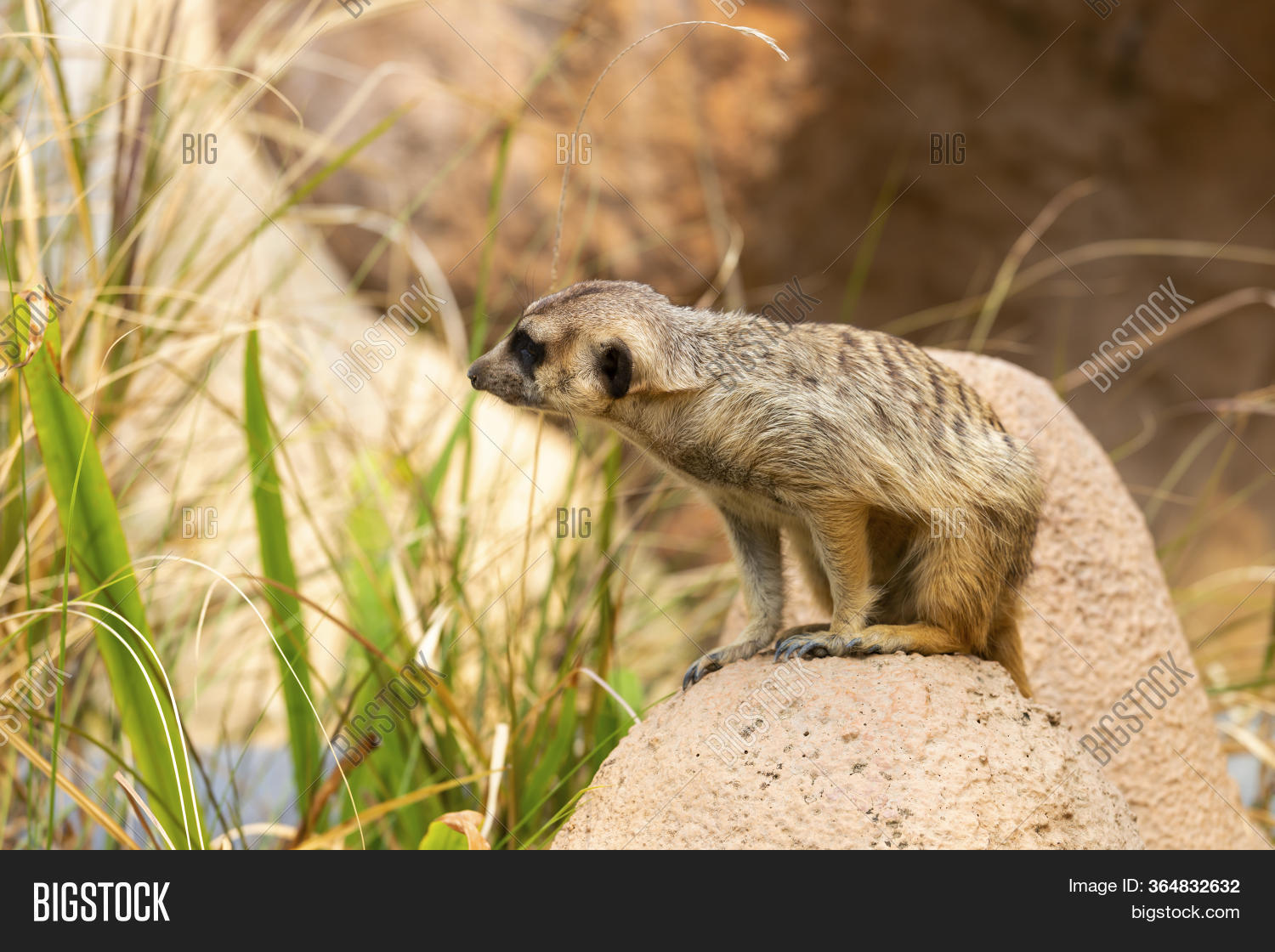 Meerkat Suricate ( Image & Photo (Free Trial) | Bigstock