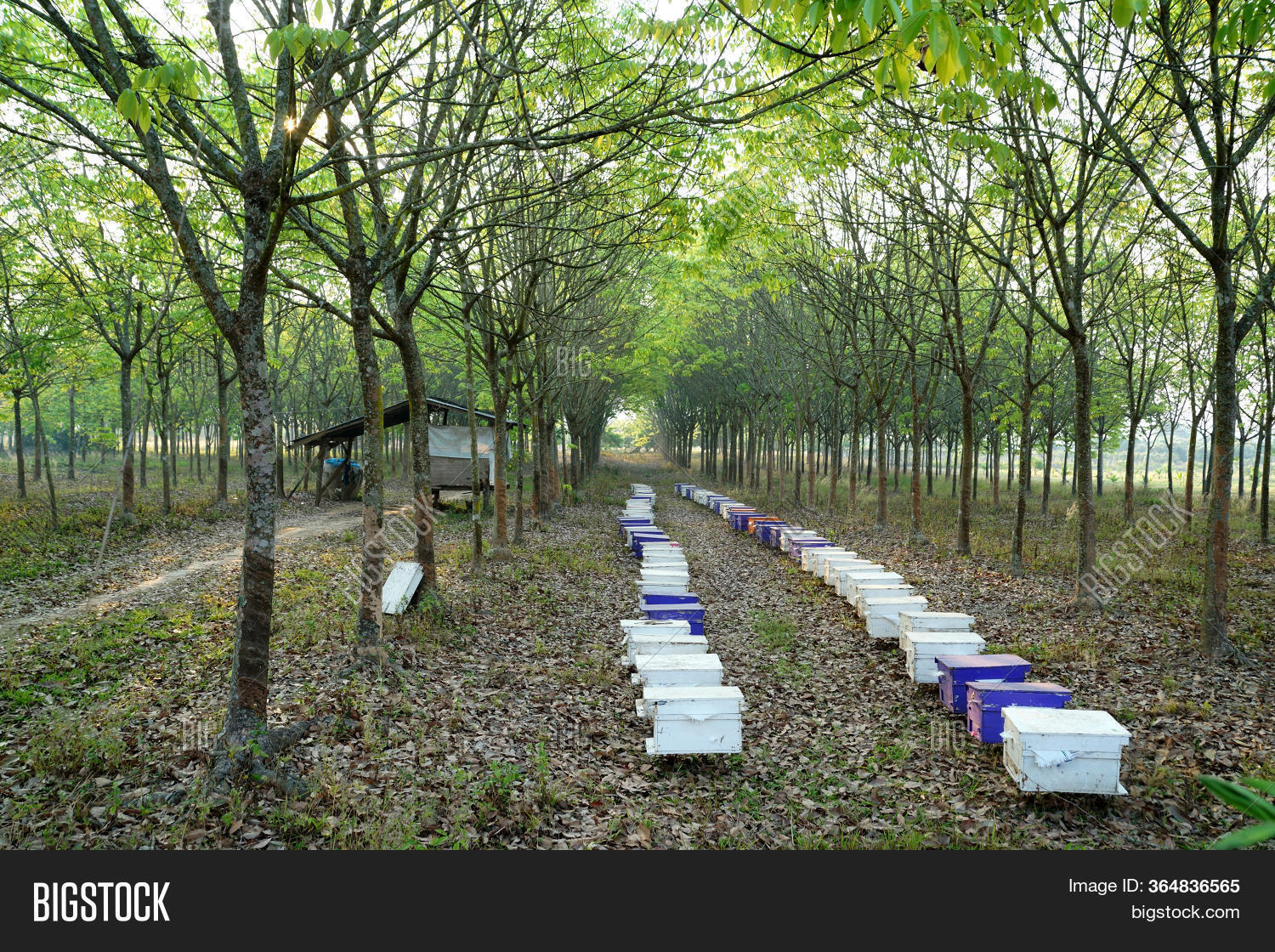 View Beekeeping Place Image & Photo (Free Trial) | Bigstock