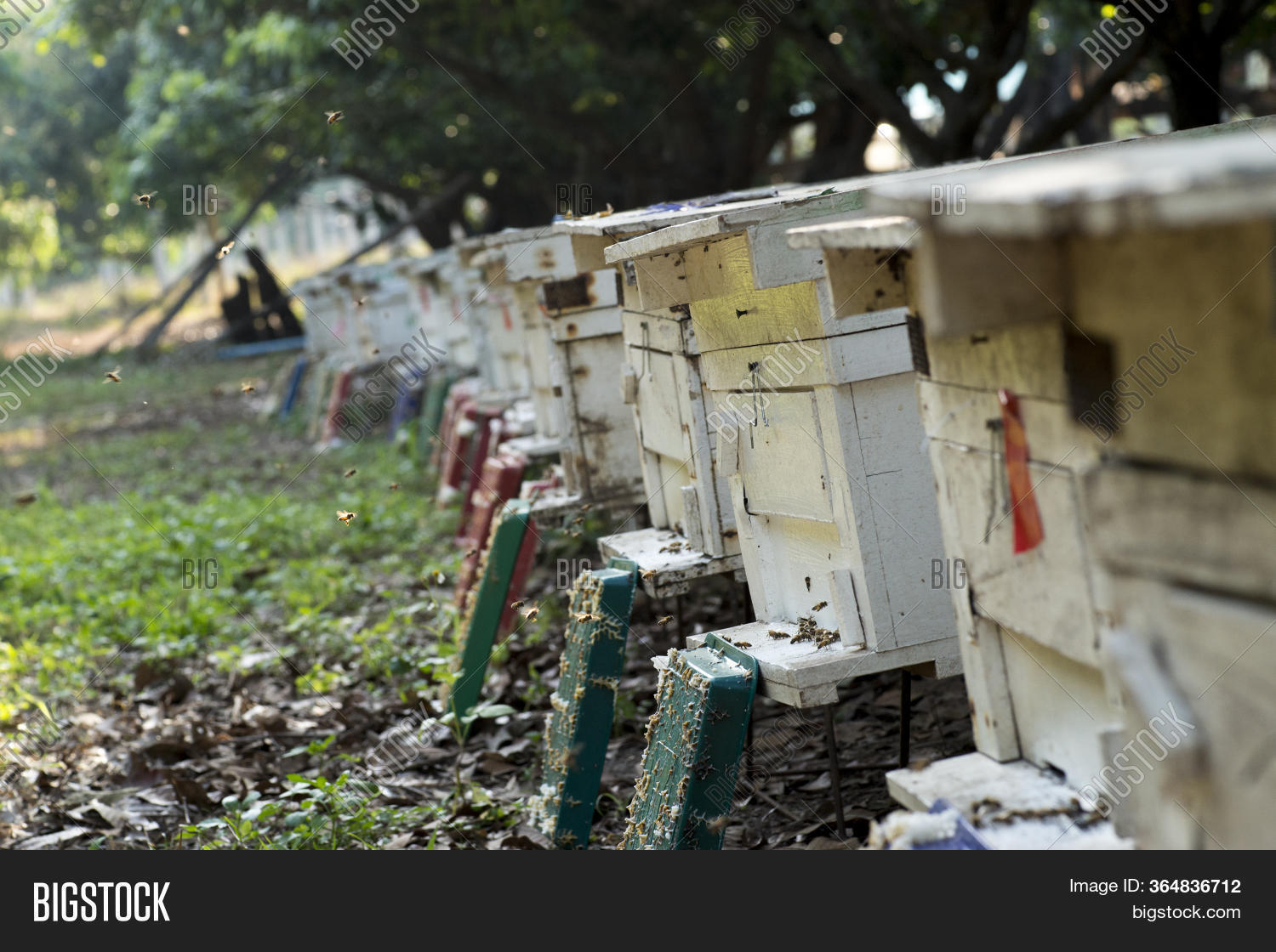 View Beekeeping Place Image & Photo (Free Trial) | Bigstock