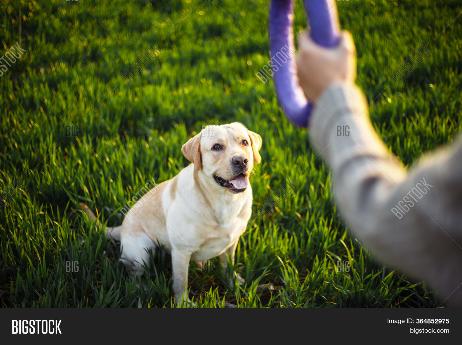 Cheerful Happy Dog Image & Photo (Free Trial) | Bigstock
