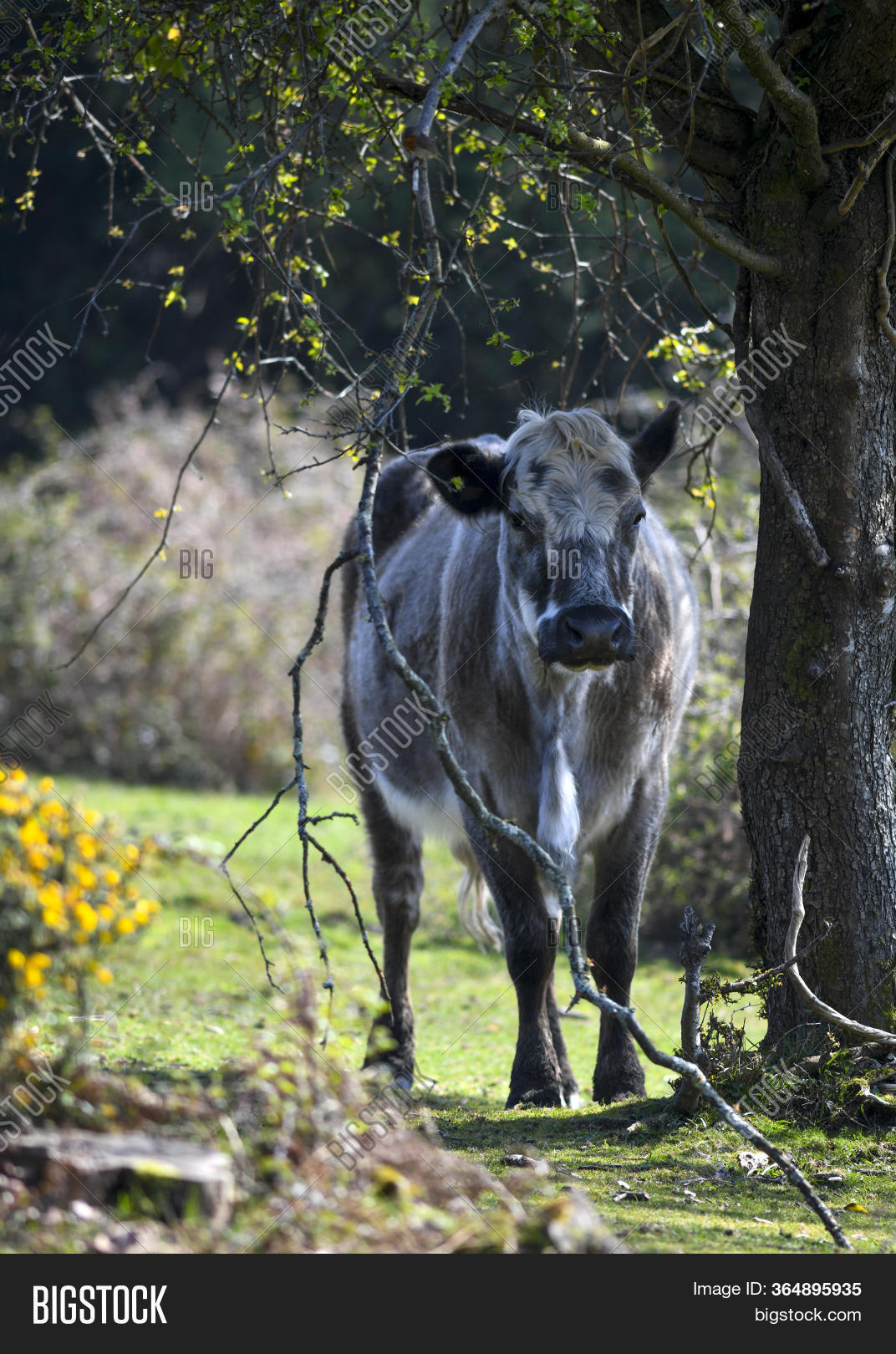 Brown Dappled Cow Image & Photo (Free Trial) | Bigstock