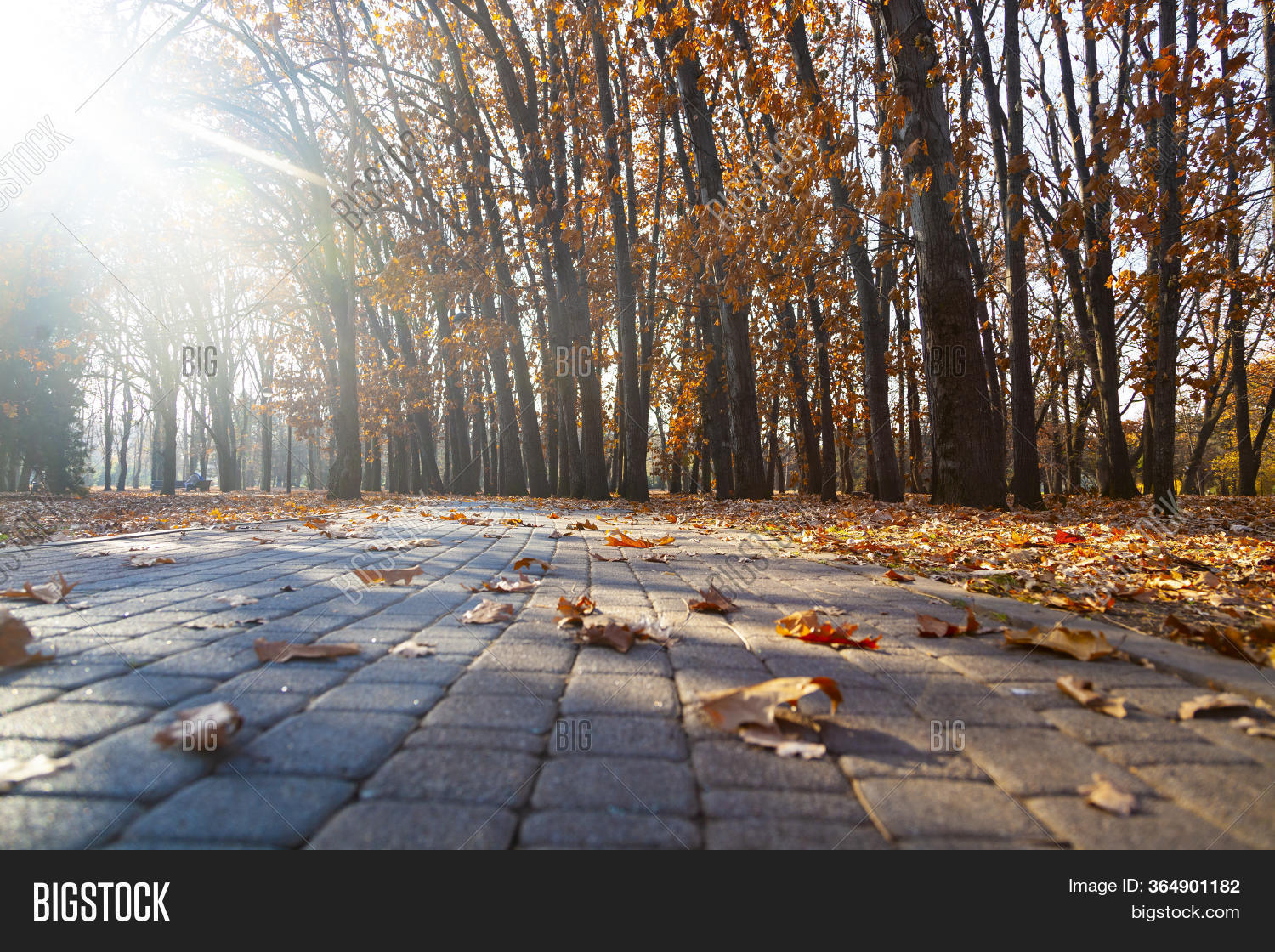 Beautiful Autumn Park Image & Photo (Free Trial) | Bigstock