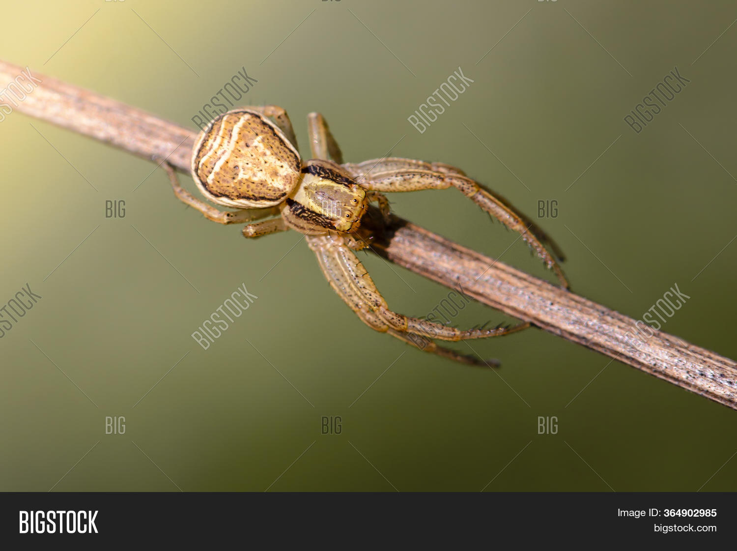Spider Xysticus Female Image & Photo (Free Trial) | Bigstock
