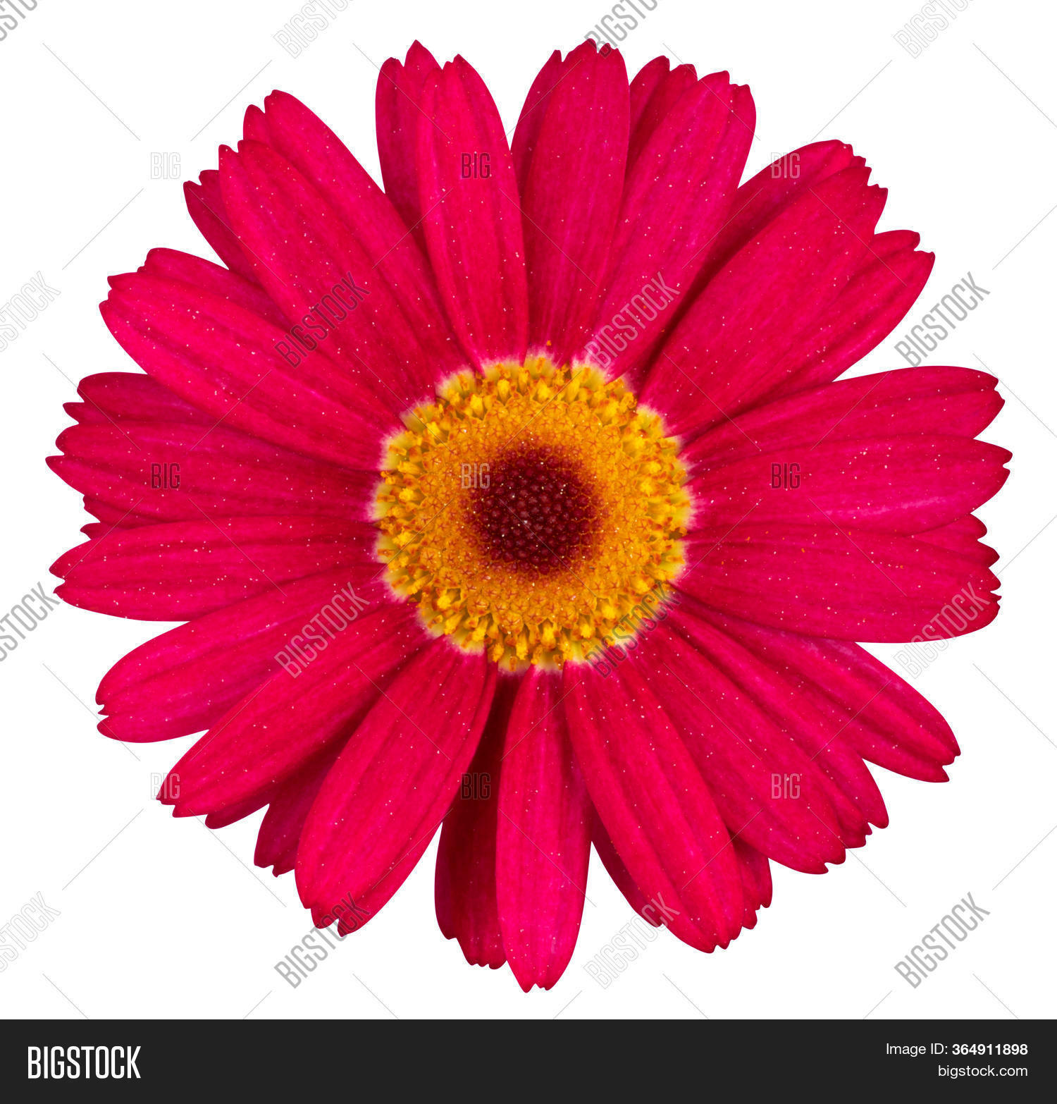 Beautiful Red Daisy Image & Photo (Free Trial) | Bigstock