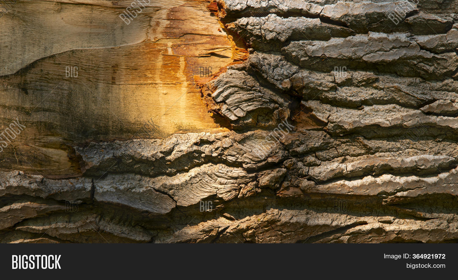 Log Surface Structure Image & Photo (Free Trial) | Bigstock