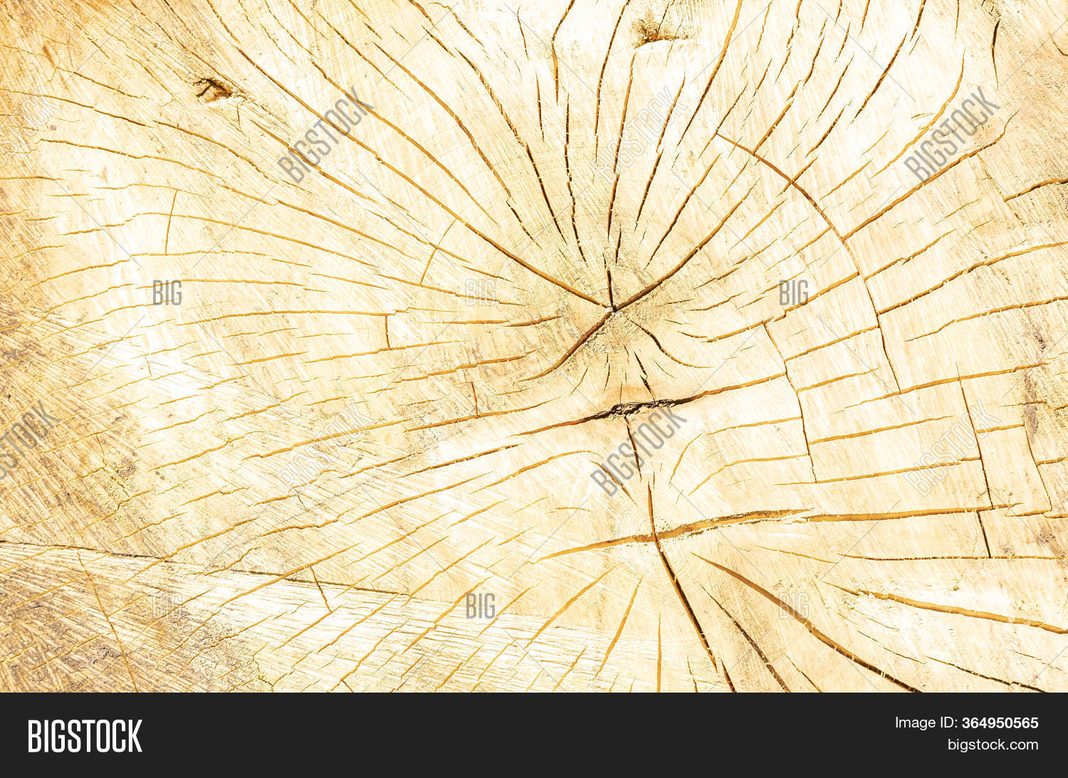 Log Surface Structure Image & Photo (Free Trial) | Bigstock