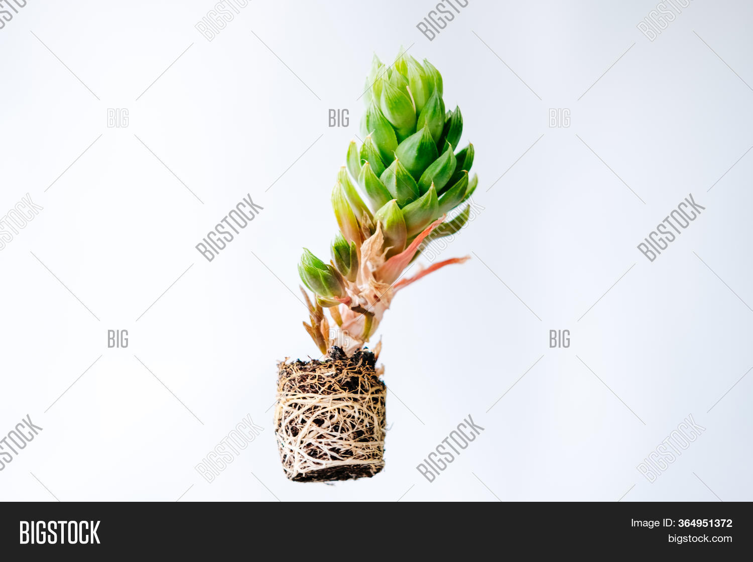 Green Succulent Roots Image & Photo (Free Trial) | Bigstock