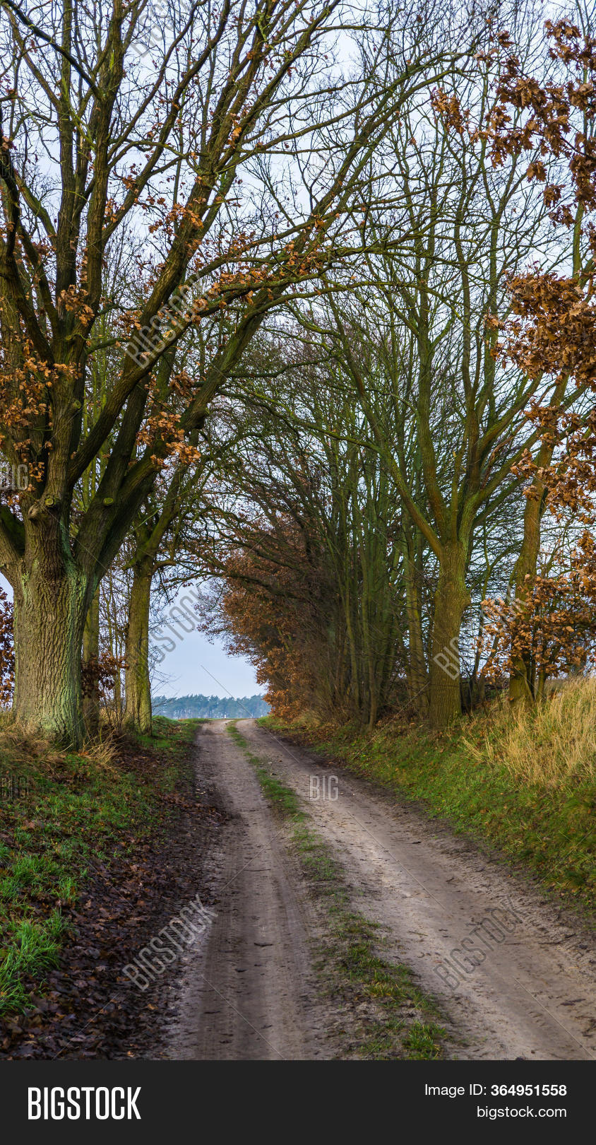 Rural Road Trees On Image & Photo (Free Trial) | Bigstock