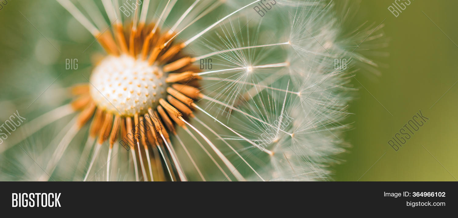 Closeup Dandelion On Image & Photo (Free Trial) | Bigstock