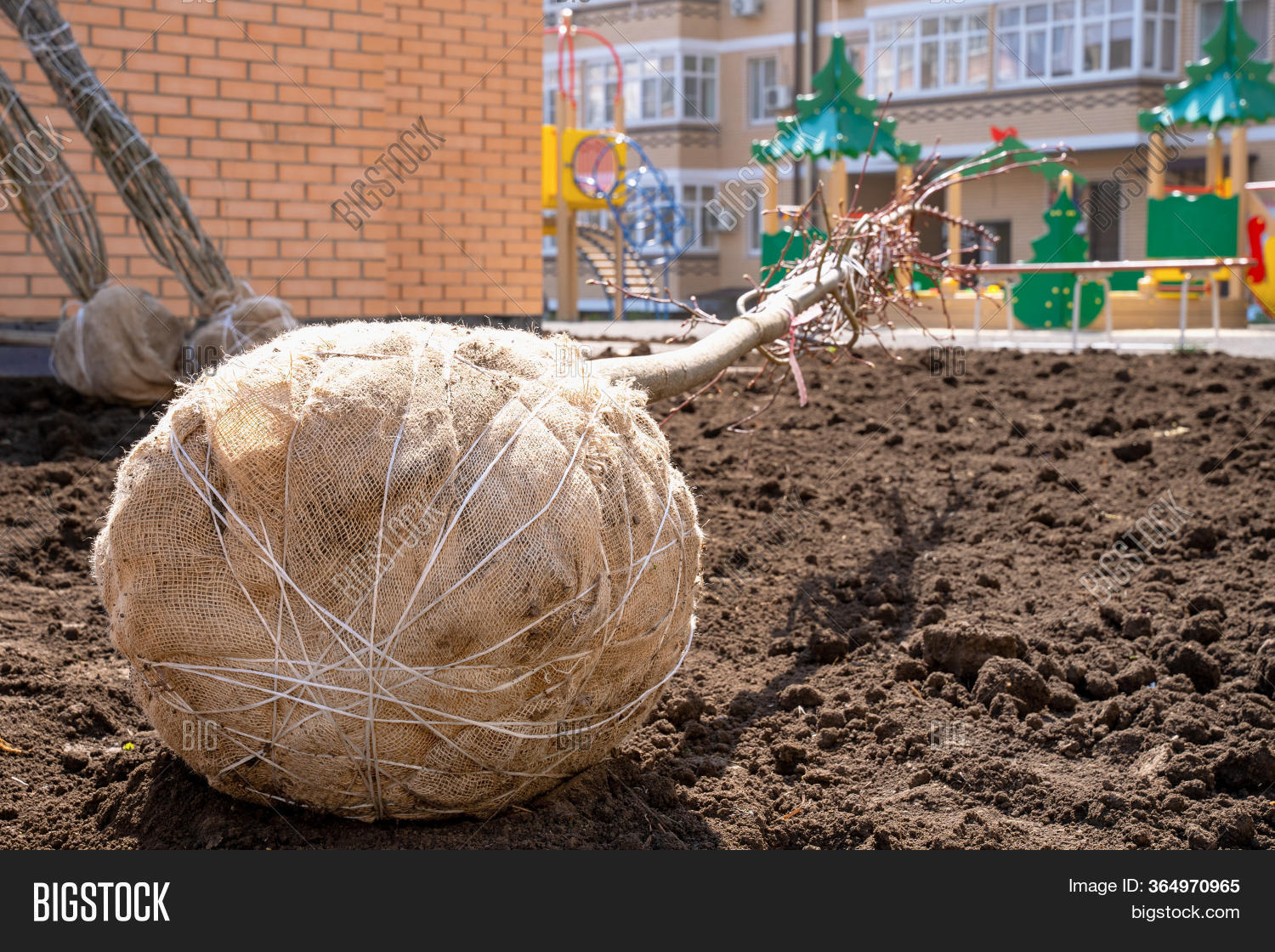 Seedling Deciduous Image & Photo (Free Trial) | Bigstock