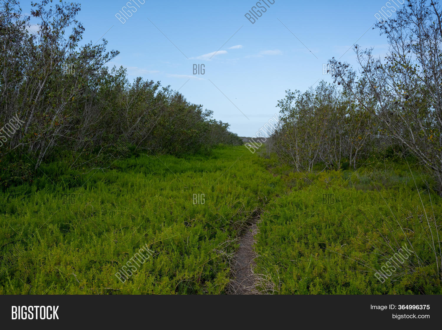 Pickleweed Hangs Over Image & Photo (Free Trial) | Bigstock