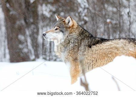 Alpha Wolf Images, Illustrations & Vectors (Free) - Bigstock
