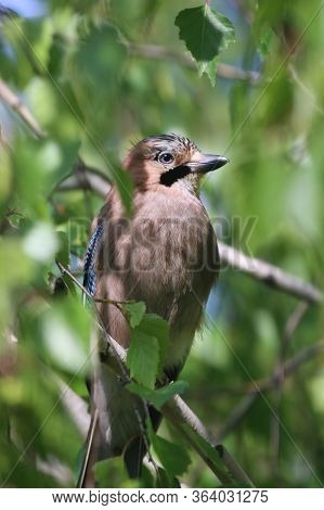 Eurasian Jay Bird Aka Image & Photo (Free Trial) | Bigstock