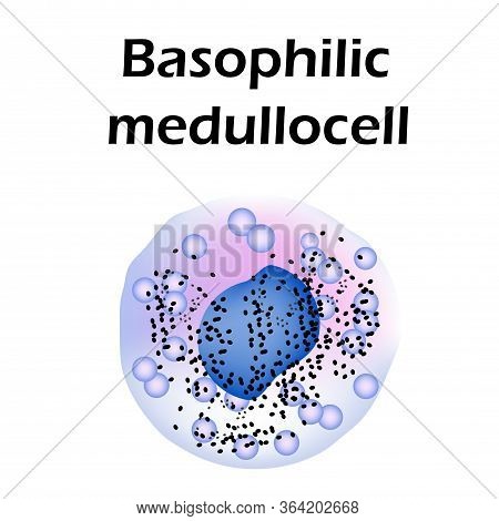 Basophils Structure. Image & Photo (Free Trial) | Bigstock